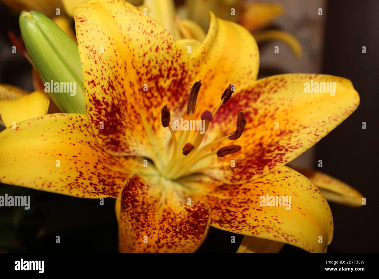 Hd flowers wallpaper hi-res stock photography and images - Alamy
