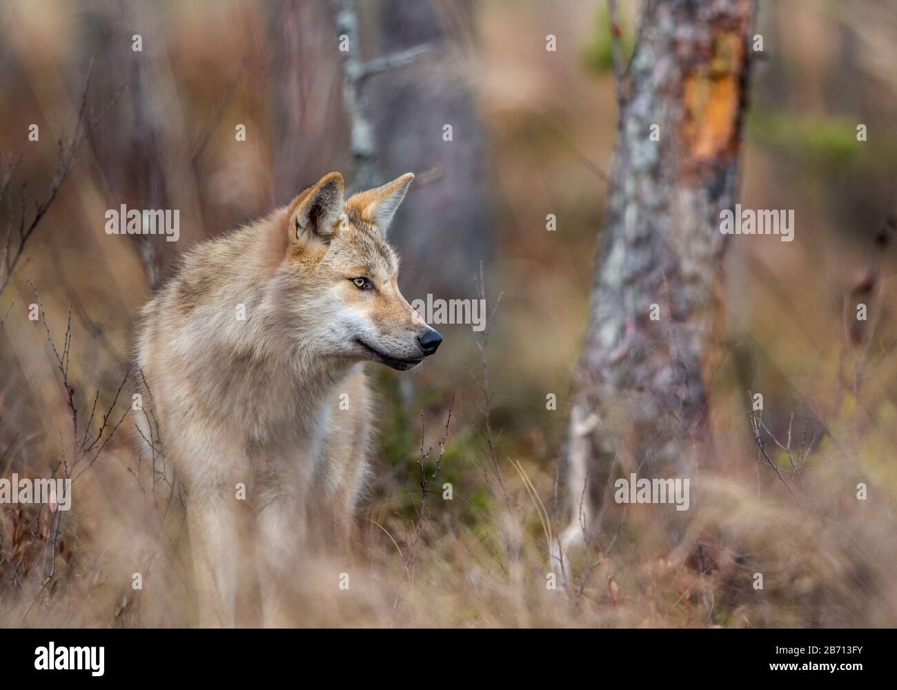 Eurasian wolf, also known as the gray or grey wolf also known as Timber ...