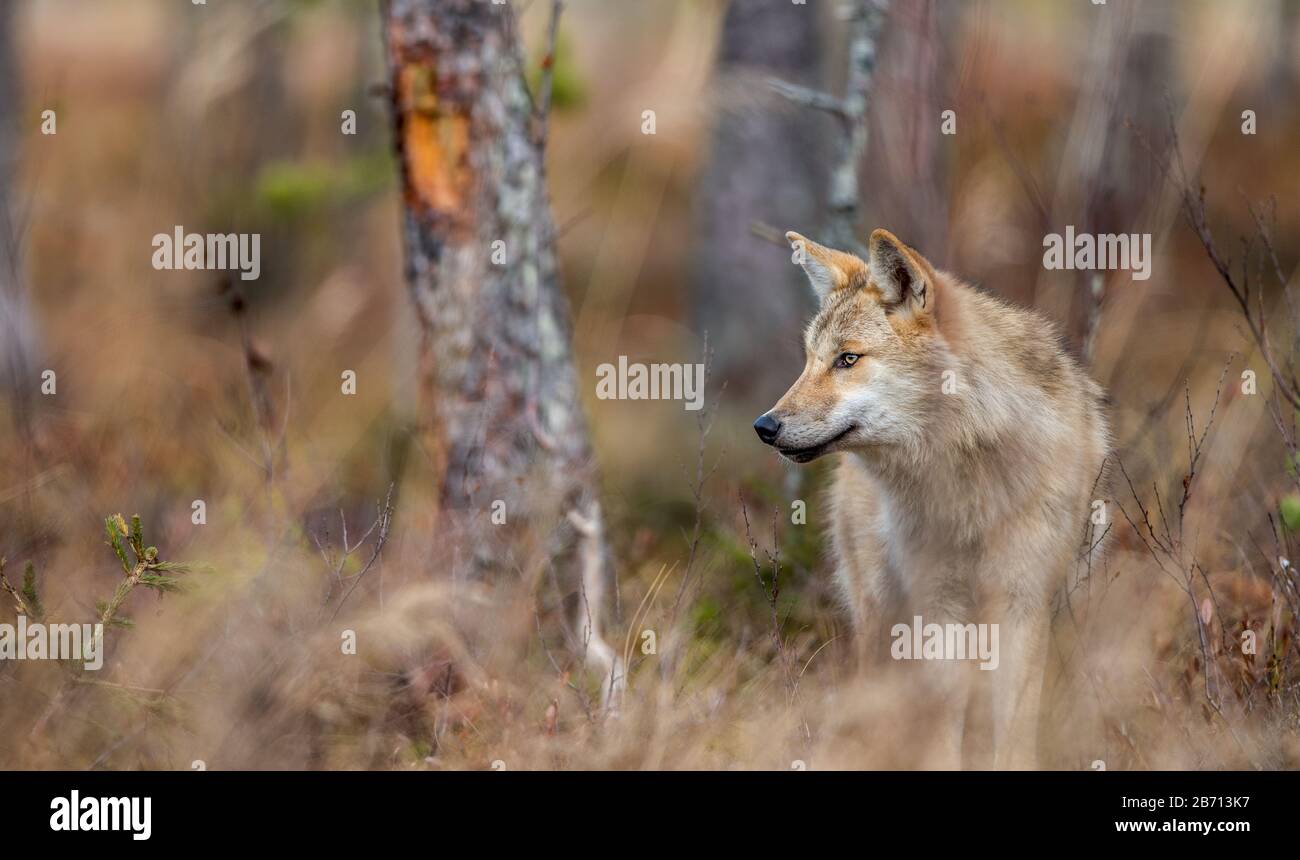 Eurasian wolf, also known as the gray or grey wolf also known as Timber ...