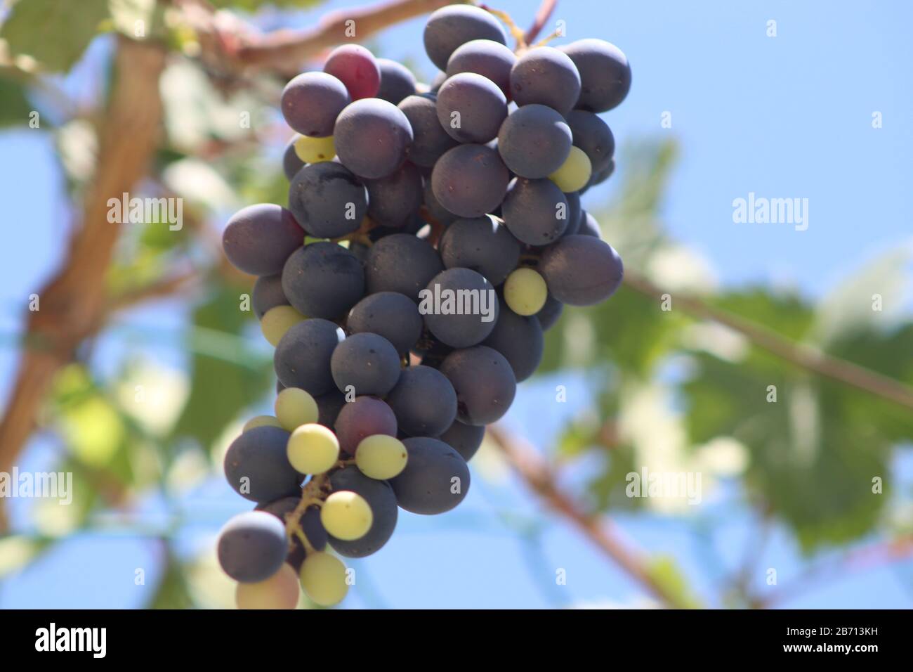 Grapes tree photo hi-res stock photography and images - Alamy