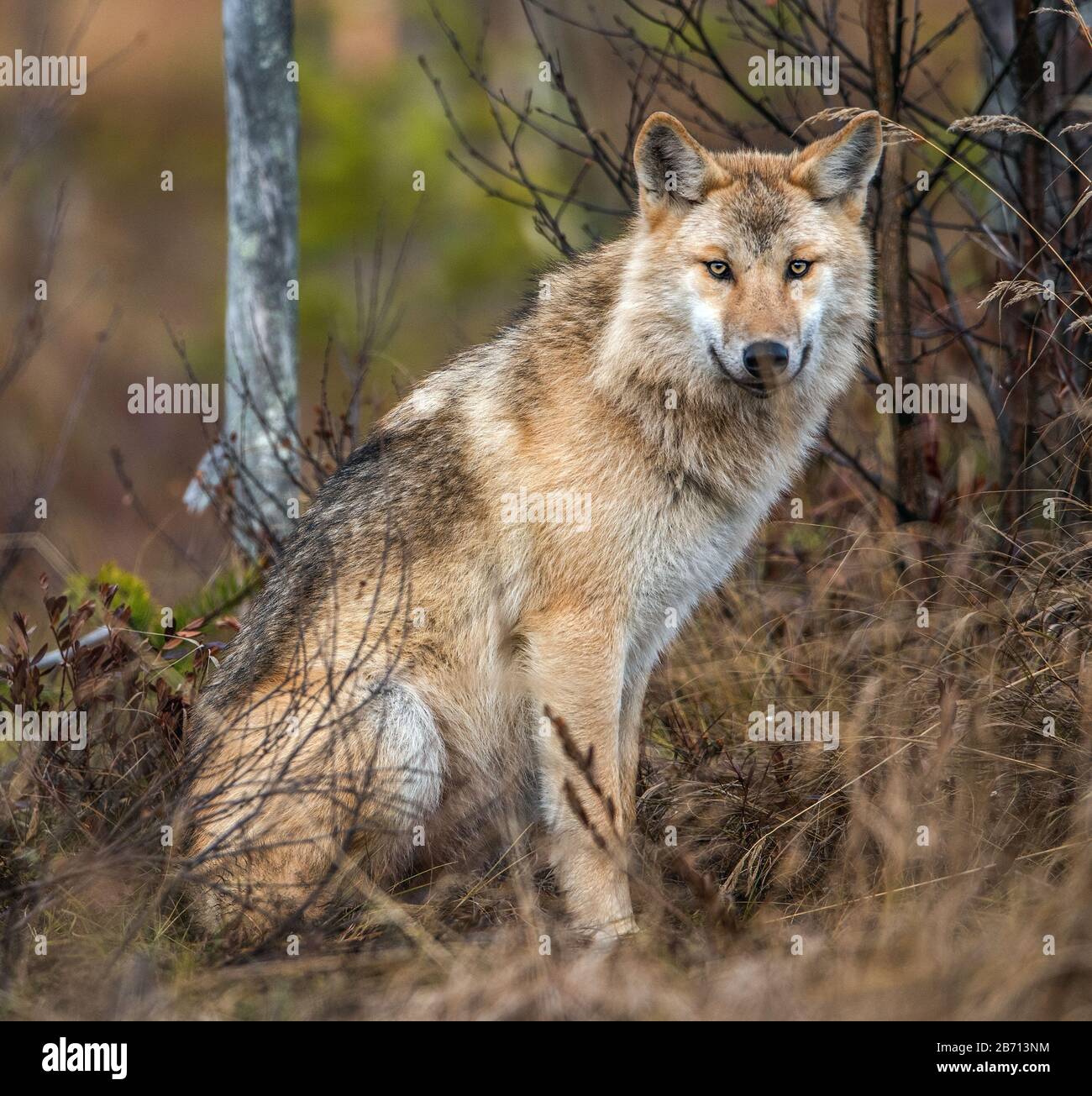Eurasian wolf, also known as the gray or grey wolf also known as Timber ...