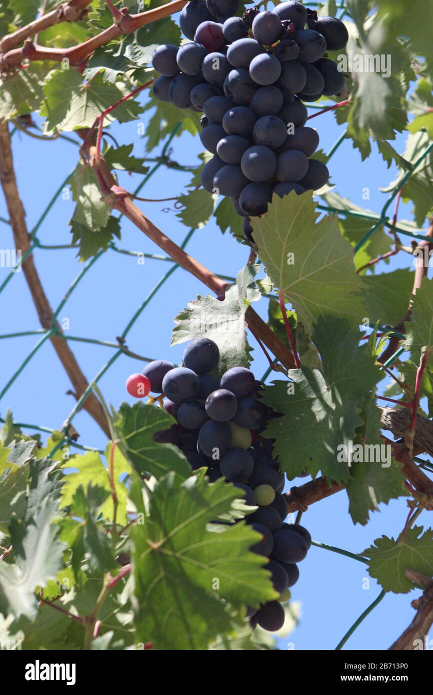 Grapes tree photo hi-res stock photography and images - Alamy