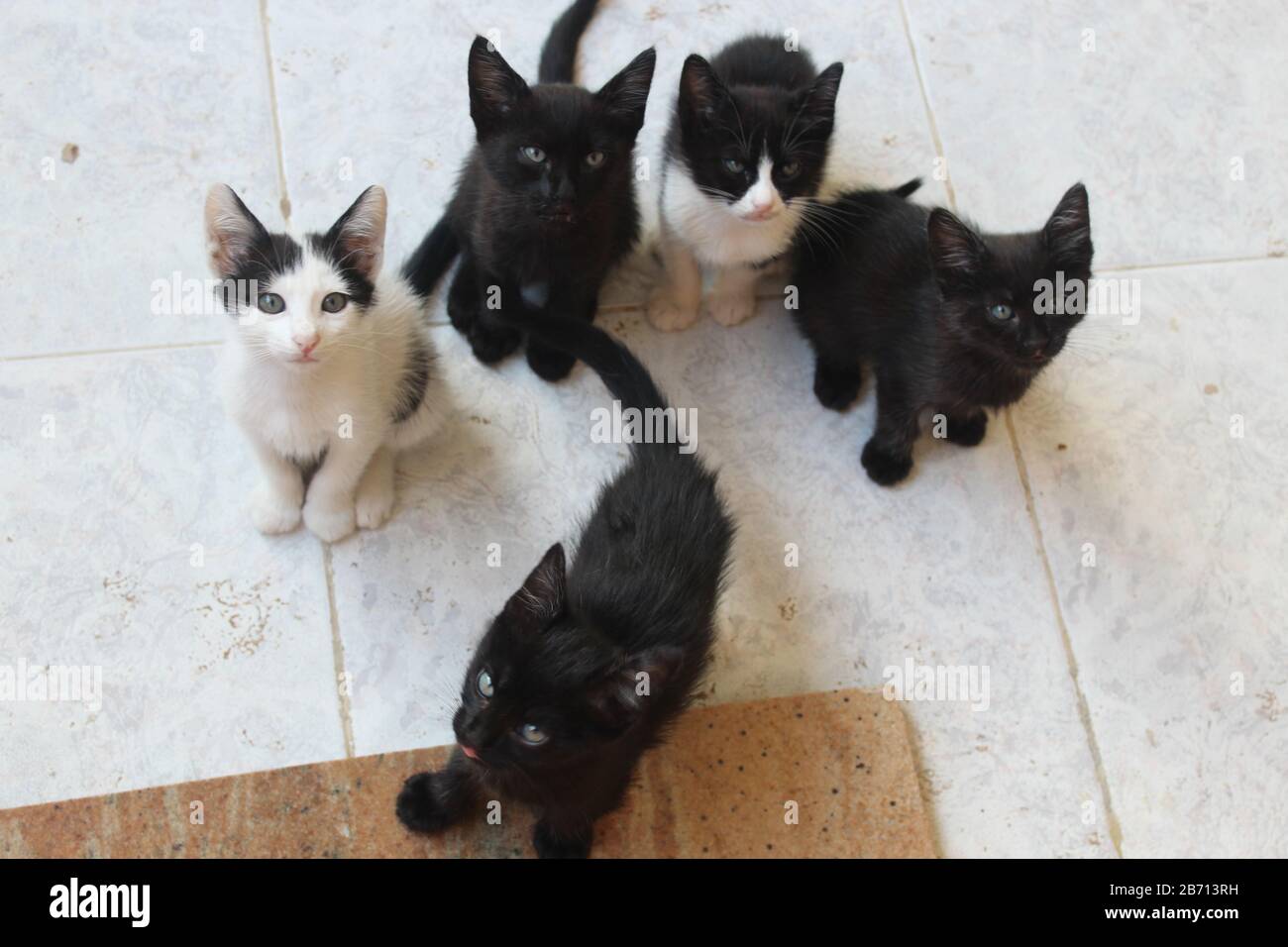 Wallpaper cat hi-res stock photography and images - Alamy