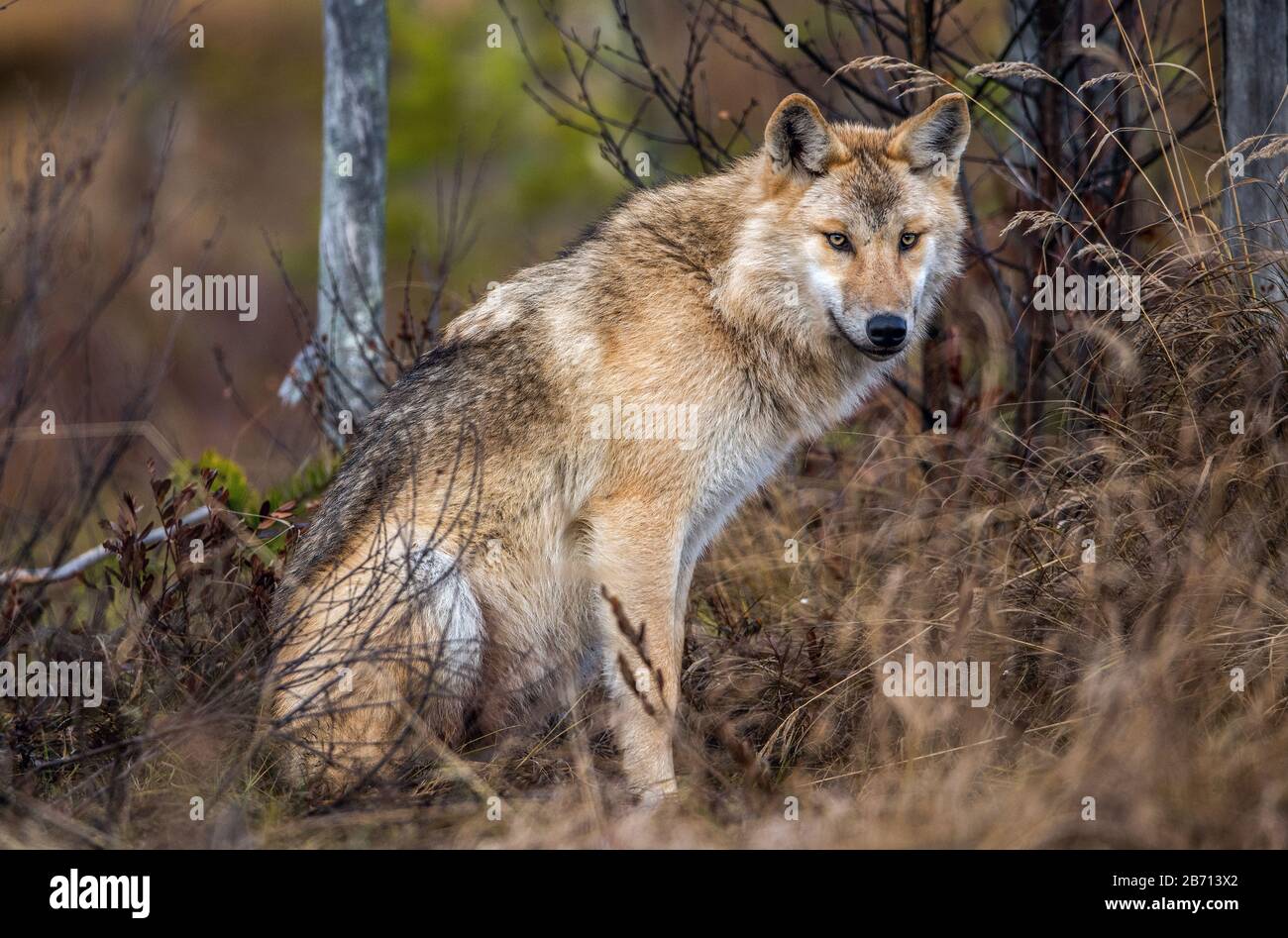 Eurasian wolf, also known as the gray or grey wolf also known as Timber ...