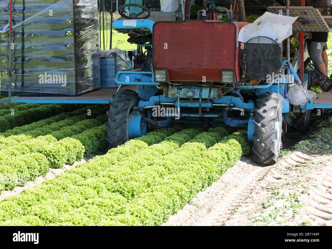 tractor while harvesting fresh lettuce from the cultivated field Stock ...