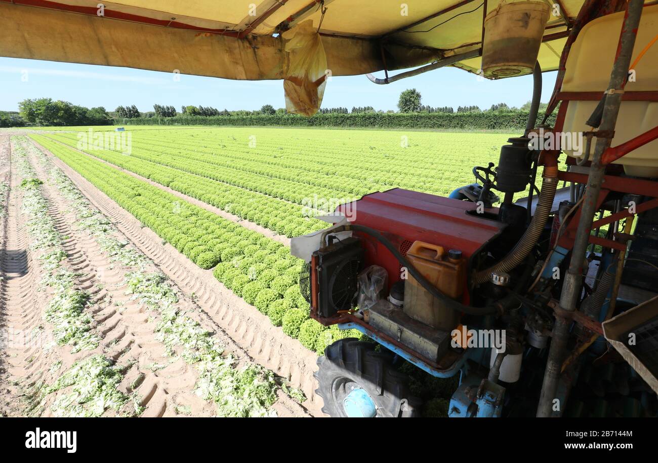 farmer tractor while harvesting fresh lettuce directly from the ...