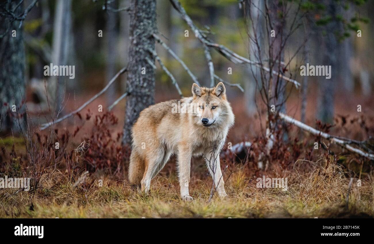 Eurasian wolf, also known as the gray or grey wolf also known as Timber ...