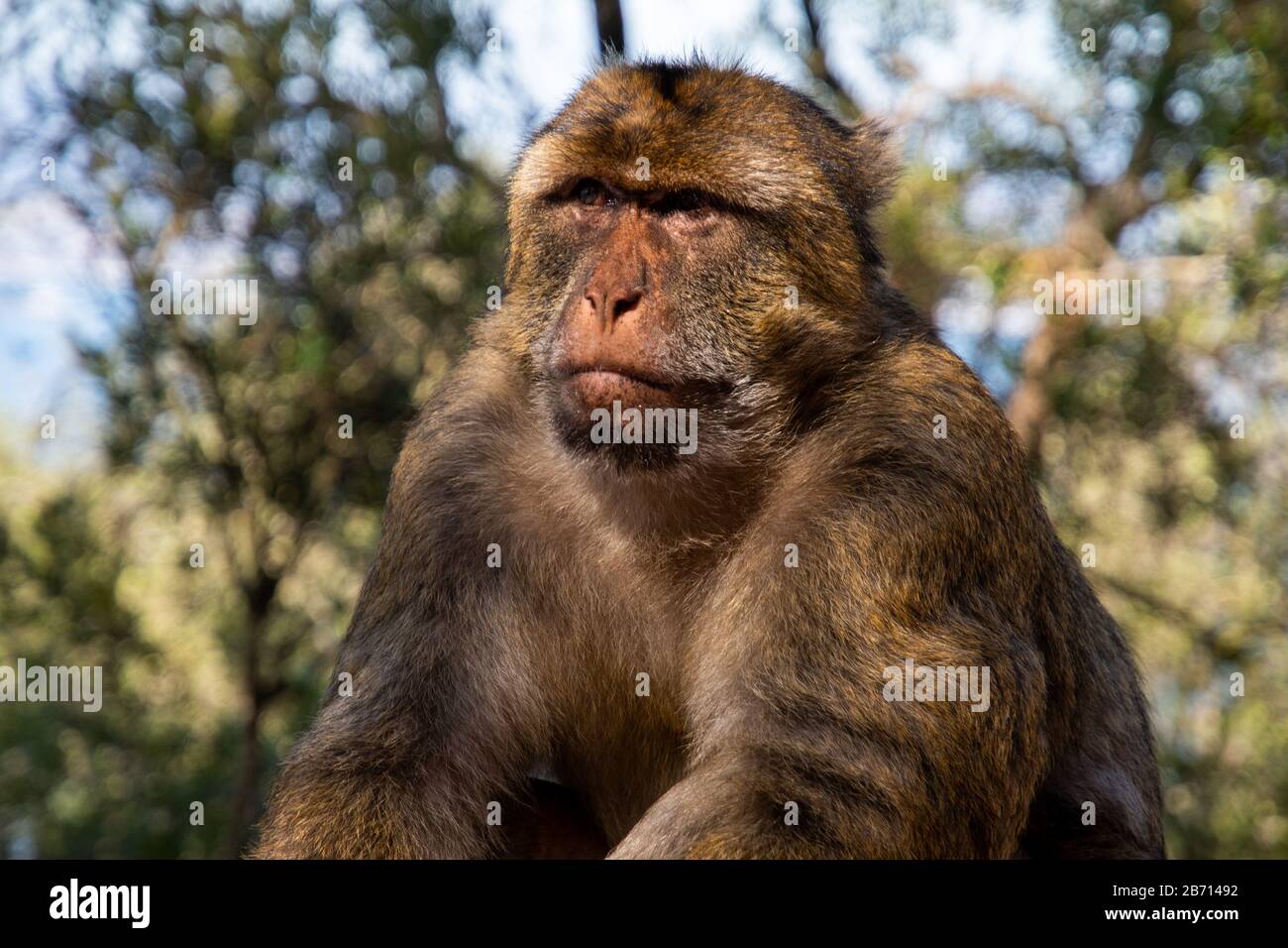 Gibraltar monkey barbary macaque on hi-res stock photography and images ...