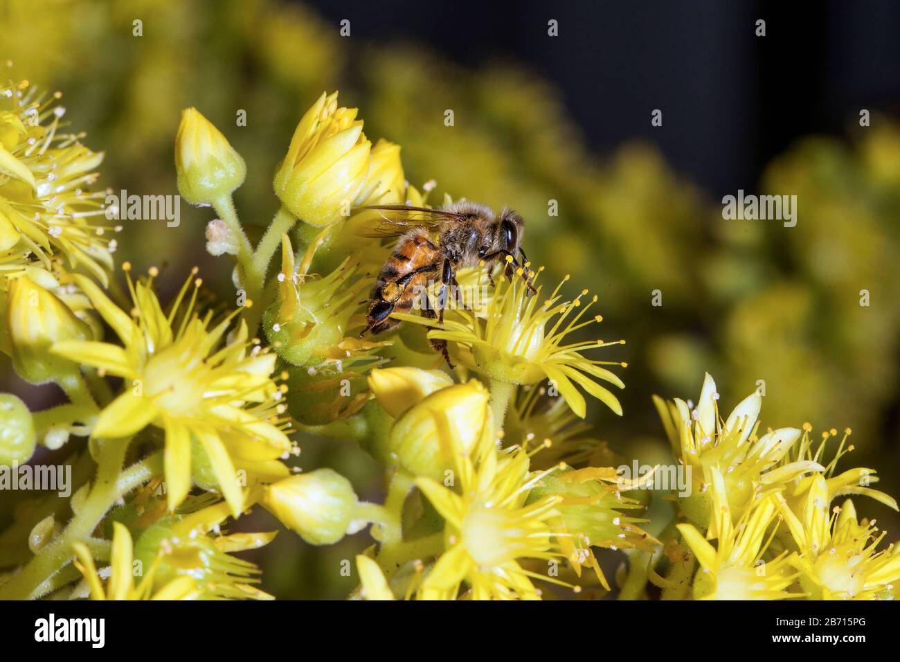 Honey bumblebee collecting pollen on yellow agave flower macro close-up ...