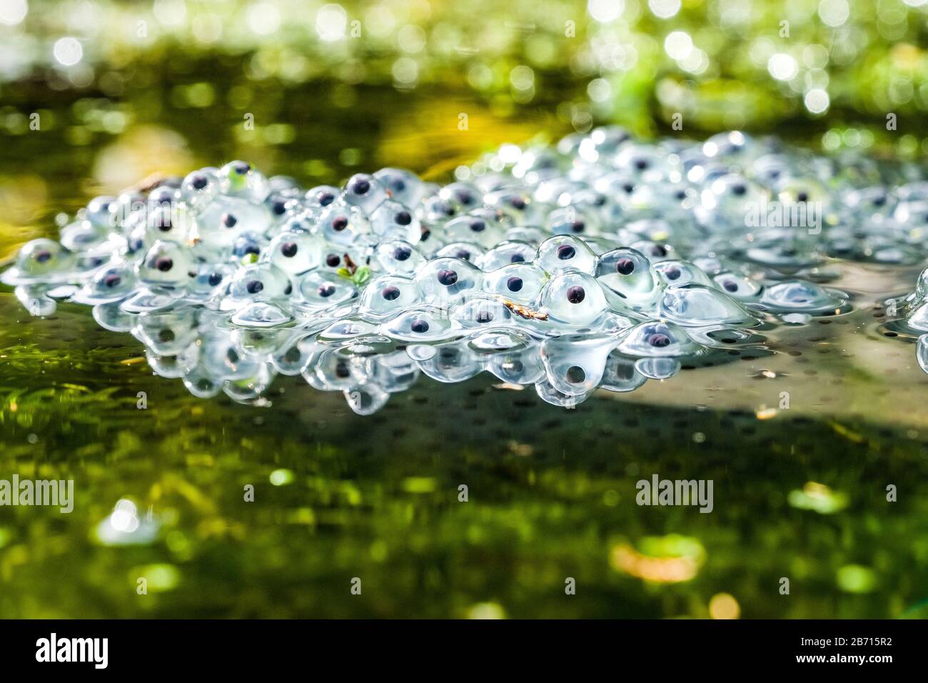 Frogspawn in a garden pond Stock Photo - Alamy