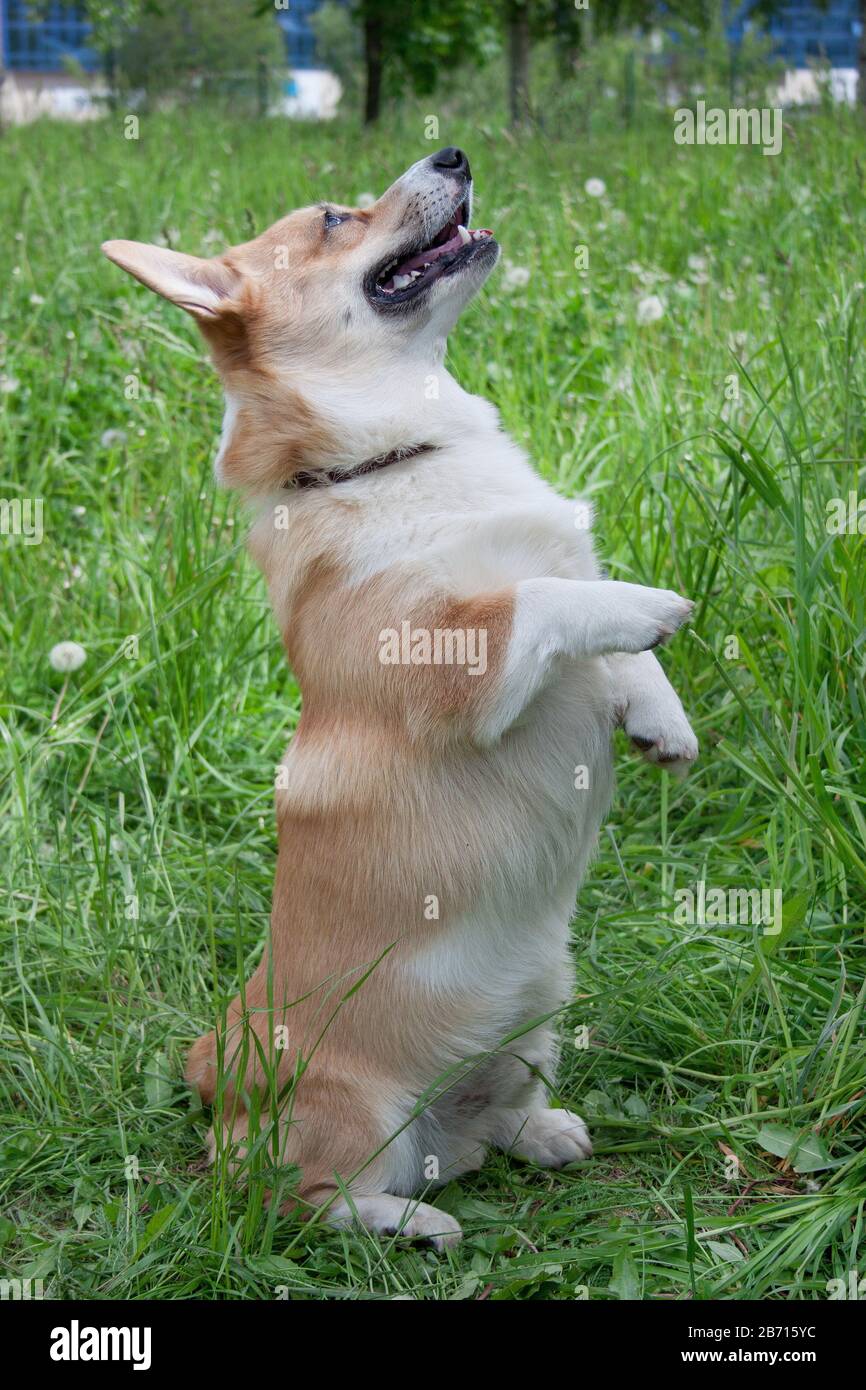 Cute pembroke welsh corgi is standing on its hind paws. Pet animals ...