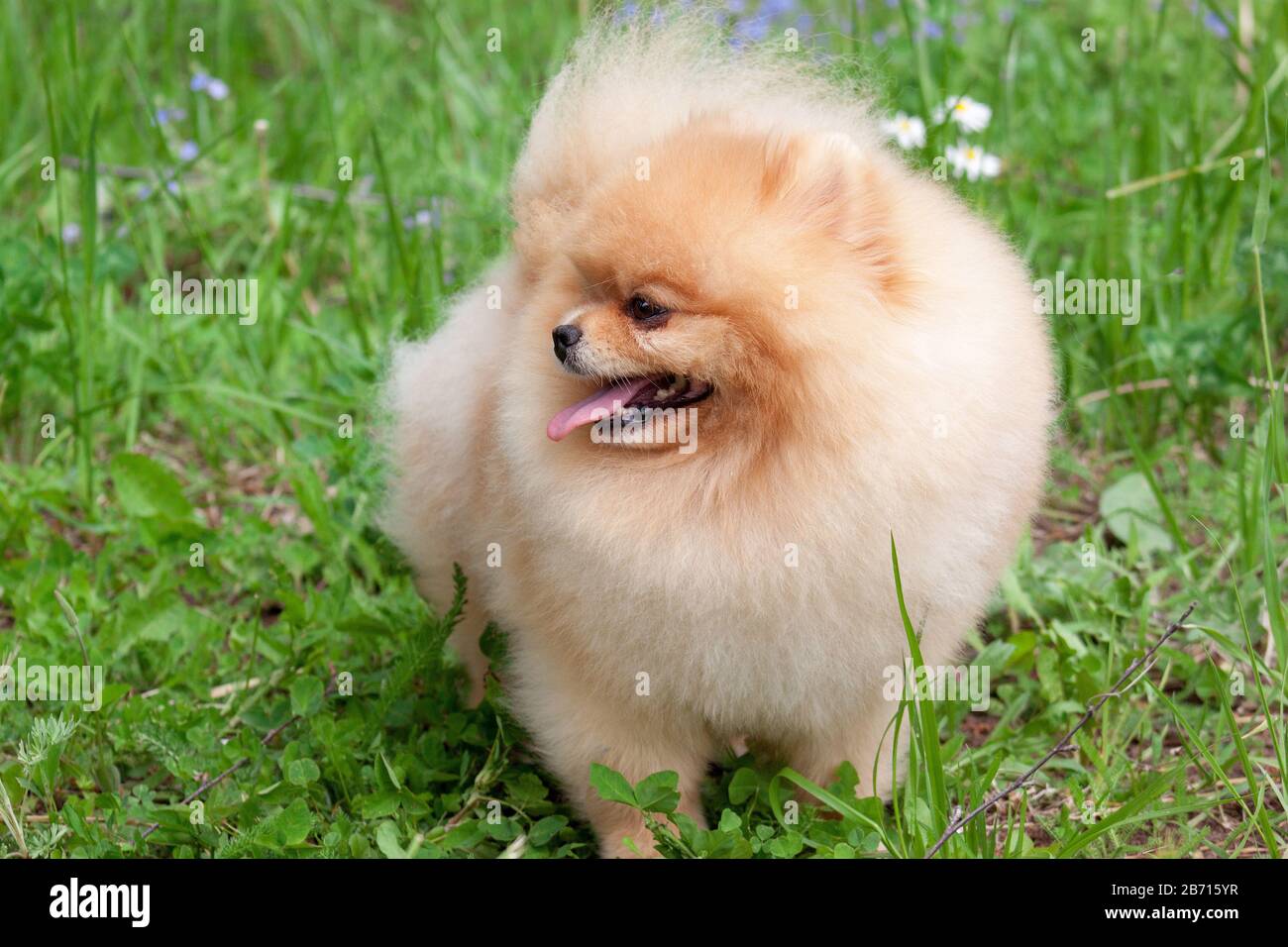 Cute pomeranian spitz puppy is standing on a spring meadow. Deutscher ...