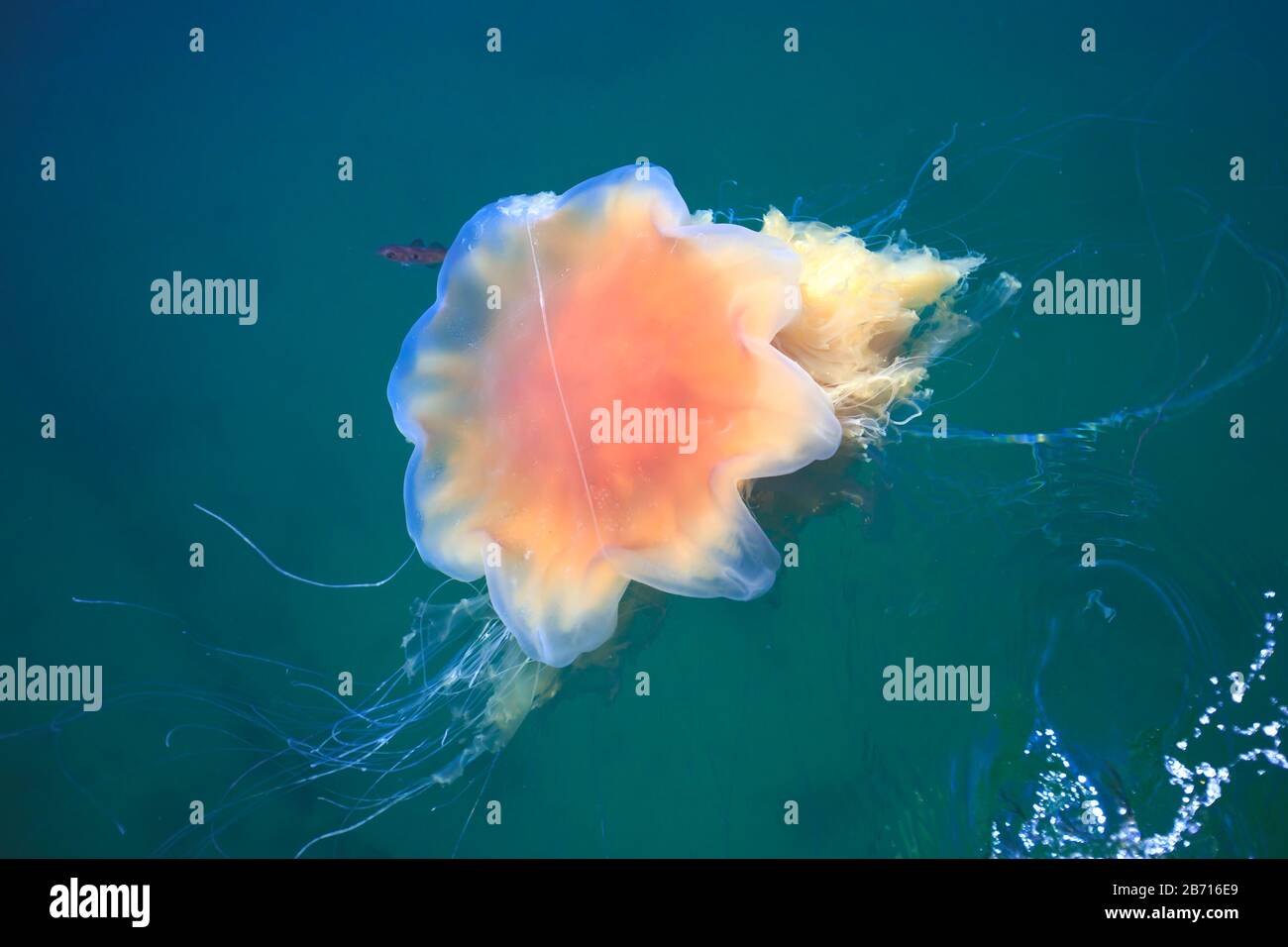 Beautiful vibrant picture of a floating jellyfish in atlantic ocean ...