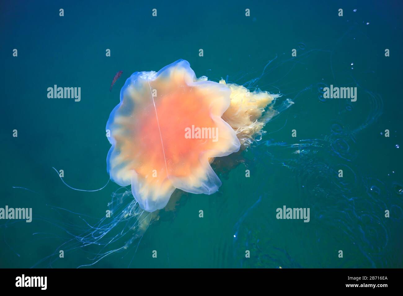 Beautiful vibrant picture of a floating jellyfish in atlantic ocean ...