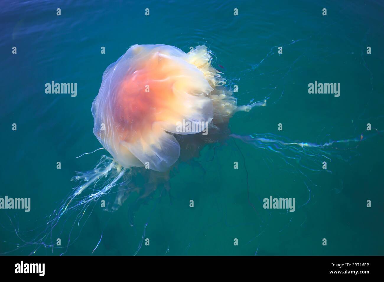 Beautiful vibrant picture of a floating jellyfish in atlantic ocean ...