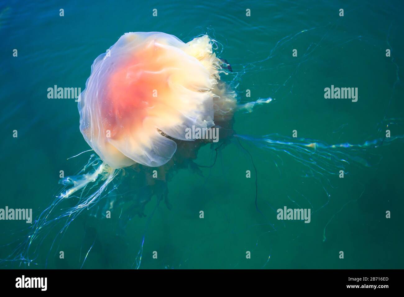Beautiful vibrant picture of a floating jellyfish in atlantic ocean ...
