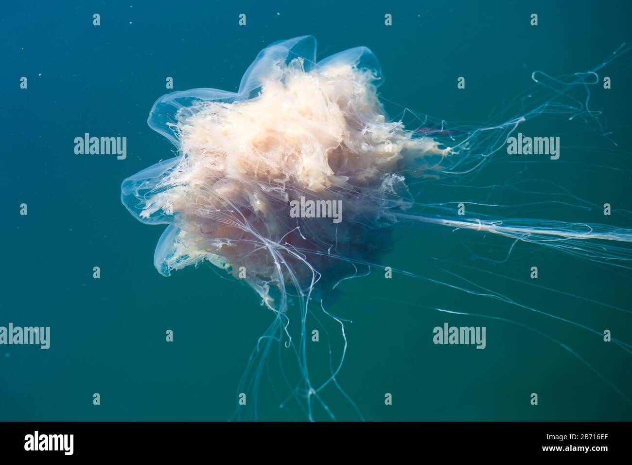 Beautiful vibrant picture of a floating jellyfish in atlantic ocean ...