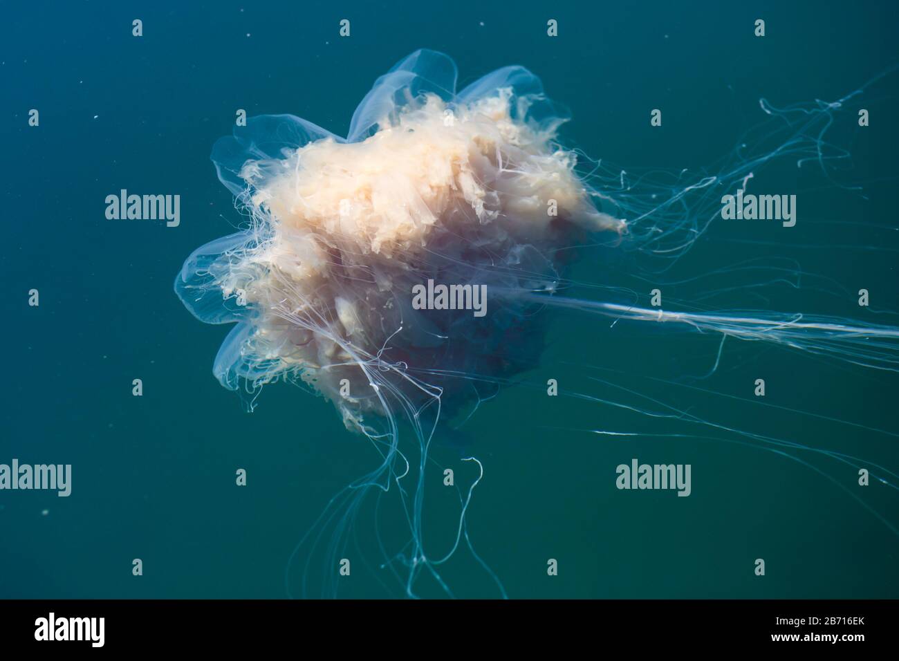 Beautiful vibrant picture of a floating jellyfish in atlantic ocean ...