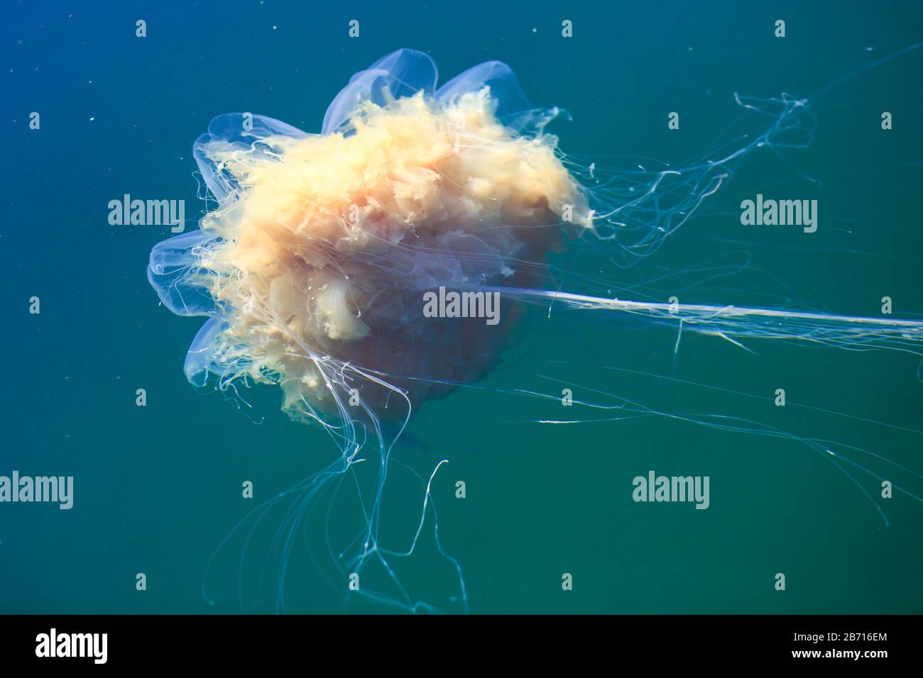 Beautiful vibrant picture of a floating jellyfish in atlantic ocean ...