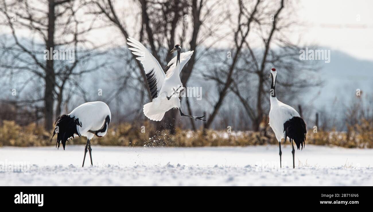 The ritual marriage dance of cranes. The red-crowned cranes. Scientific ...