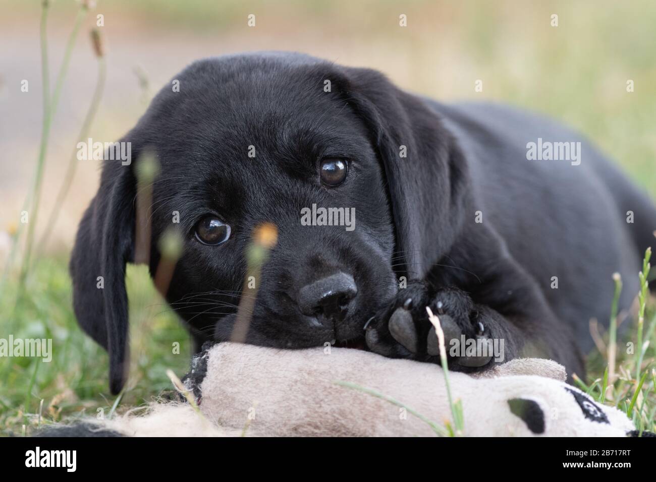 Cute portrait of an 8 week old black Labrador puppy sitting on the ...