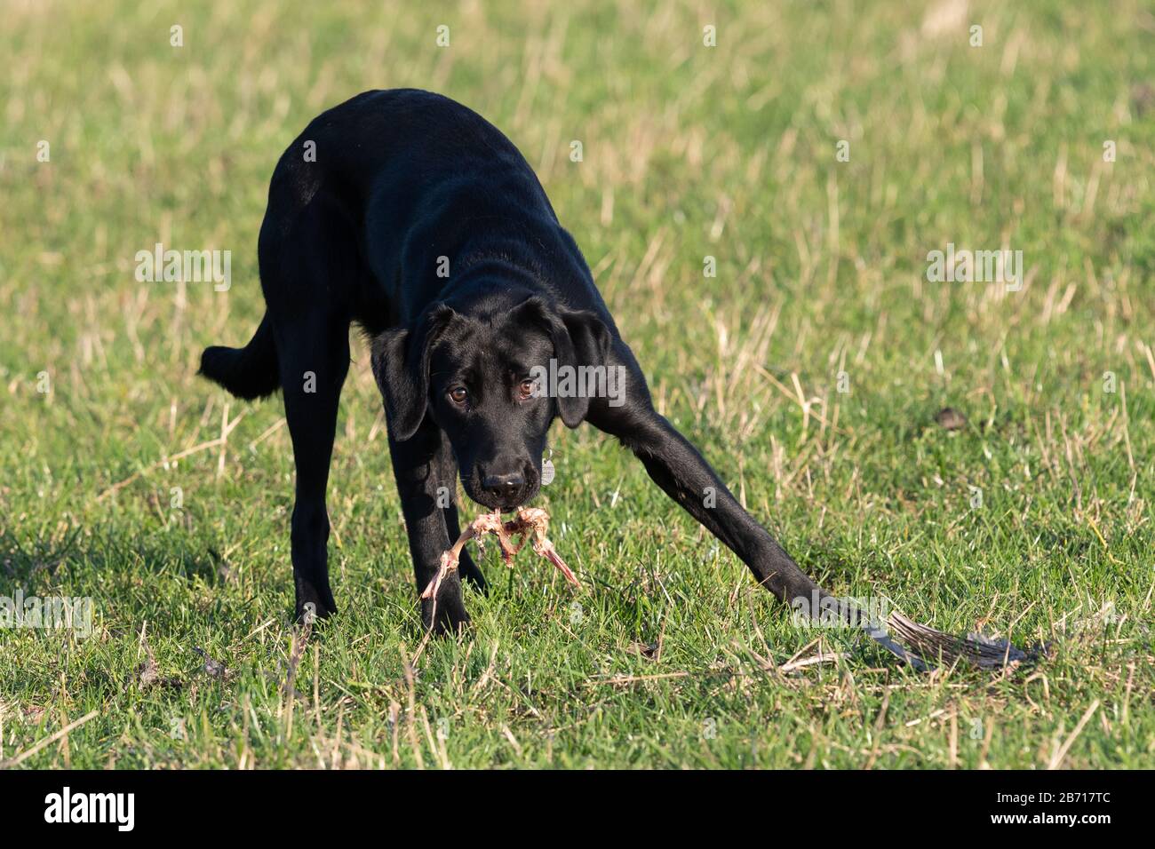 Black Labrador puppy eating a dead bird in a field Stock Photo - Alamy