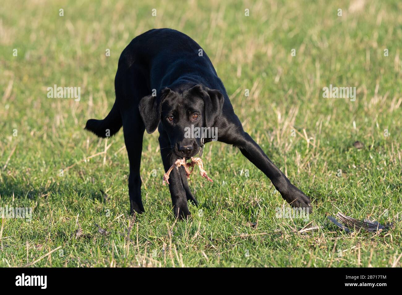 Black Labrador puppy eating a dead bird in a field Stock Photo - Alamy