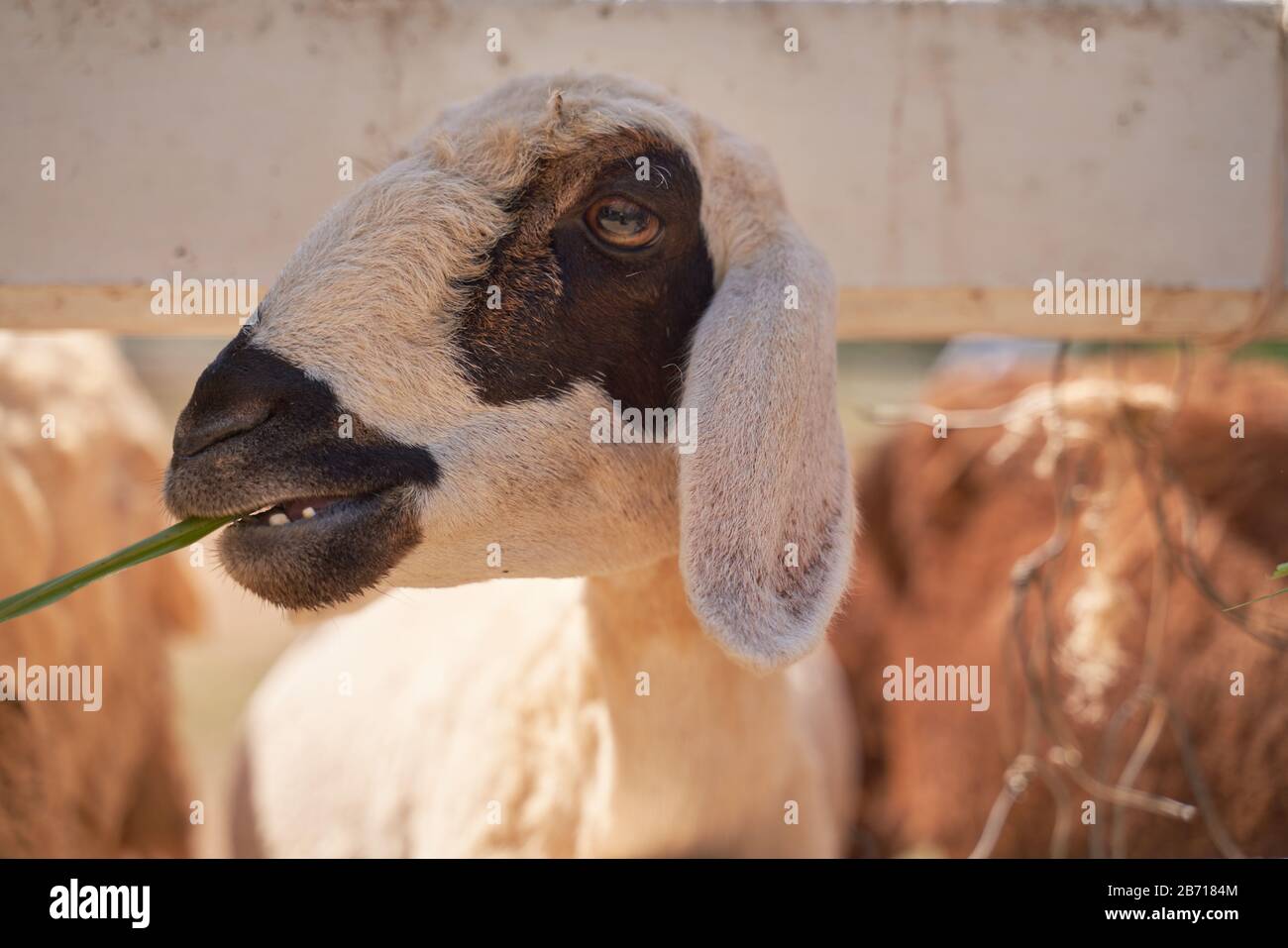 Happy sheep chewing hi-res stock photography and images - Alamy