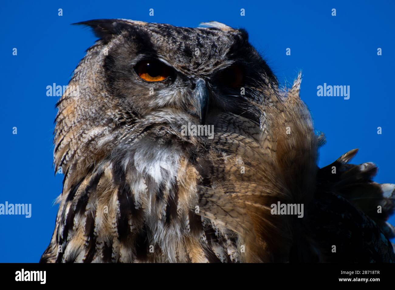 Owl against sky hi-res stock photography and images - Alamy