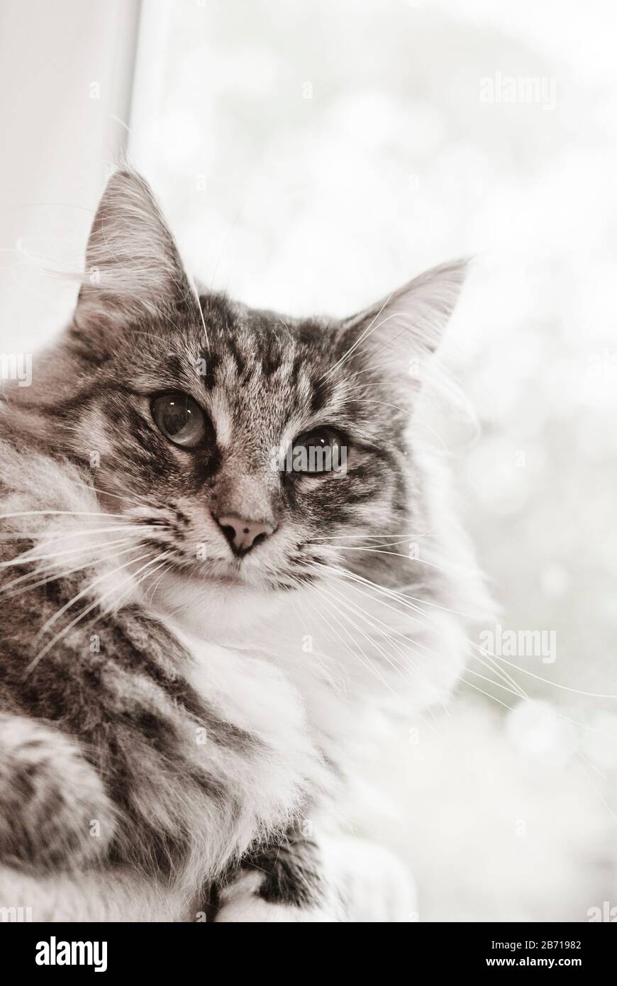 Big stud hi-res stock photography and images - Alamy