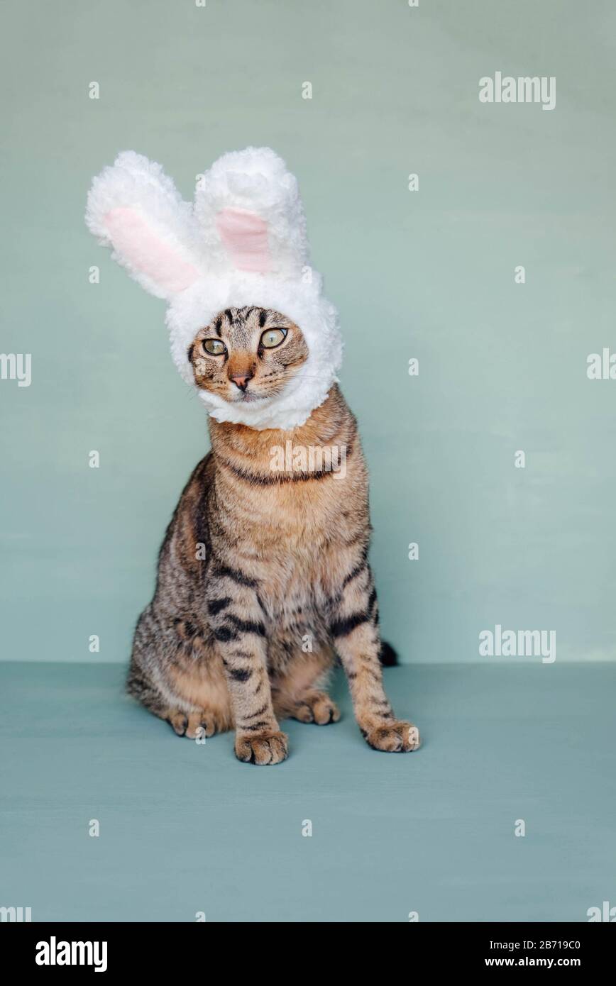 Cat Wearing Rabbit Ears High Resolution Stock Photography and Images ...