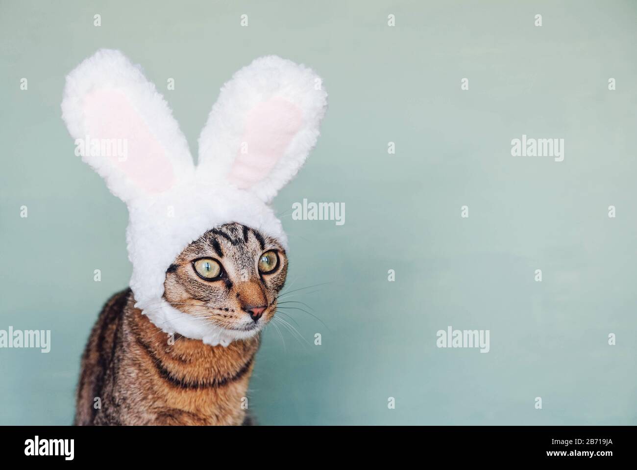 Cat Wearing Rabbit Ears High Resolution Stock Photography and Images ...