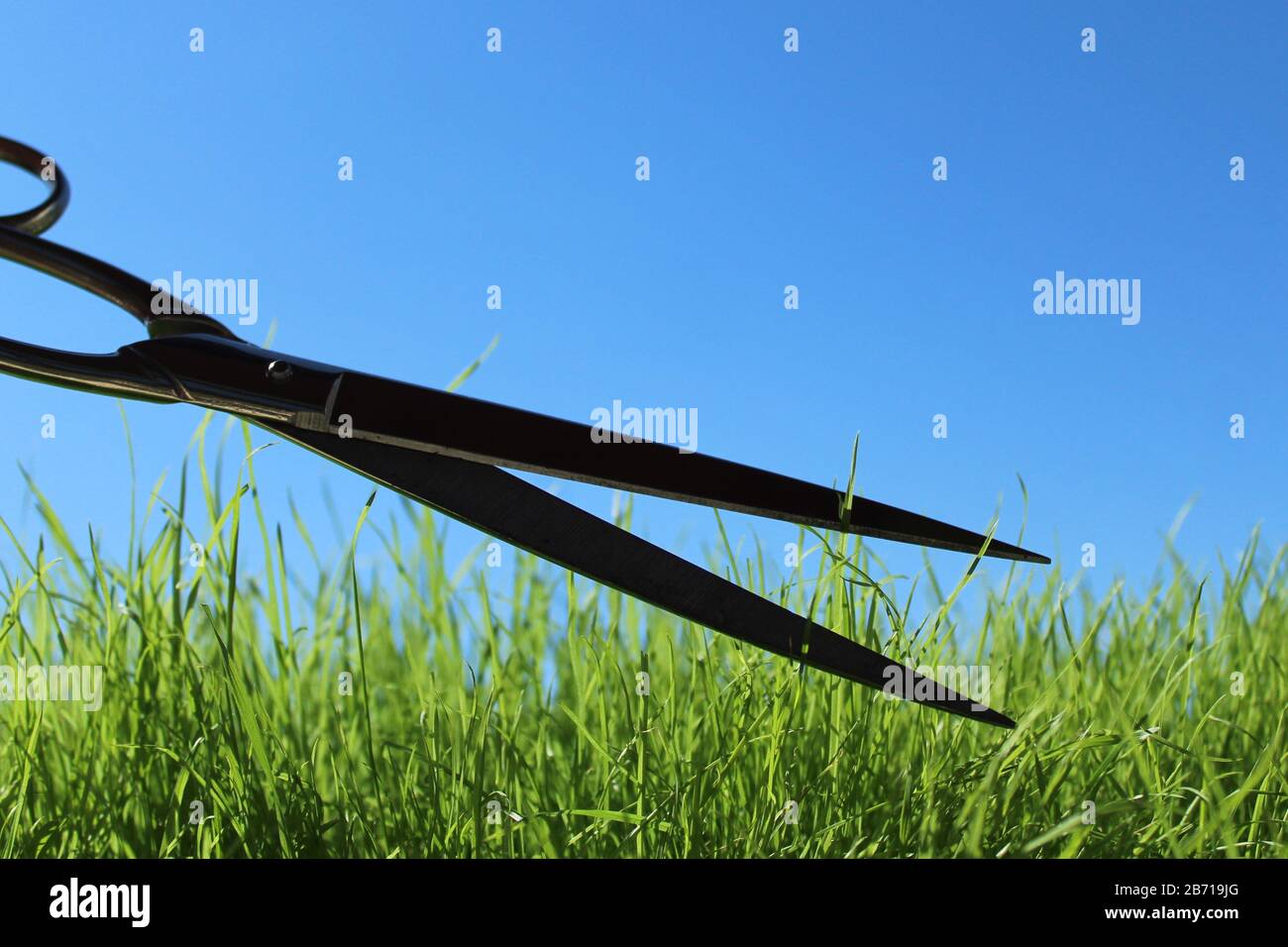 The picture shows grass and scissors in front of the blue sky Stock ...