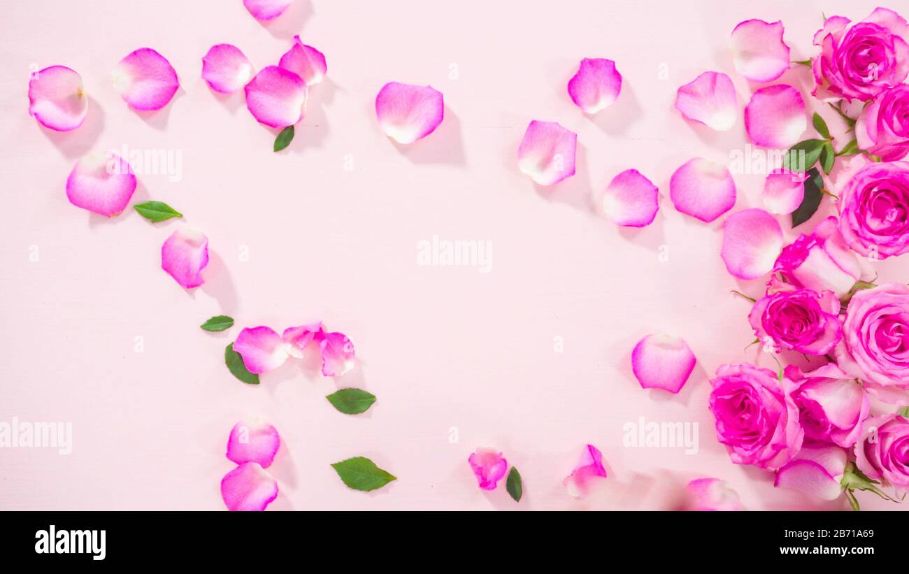Flat lay. Fresh pink roses on a pink background Stock Photo - Alamy