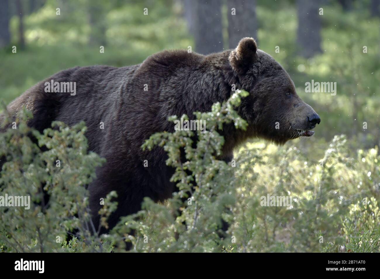 Big Adult Male of Brown bear in the summer forest. Scientific name ...