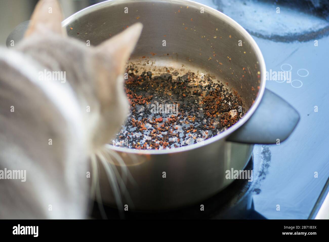 Cat in cooking pot hi-res stock photography and images - Alamy