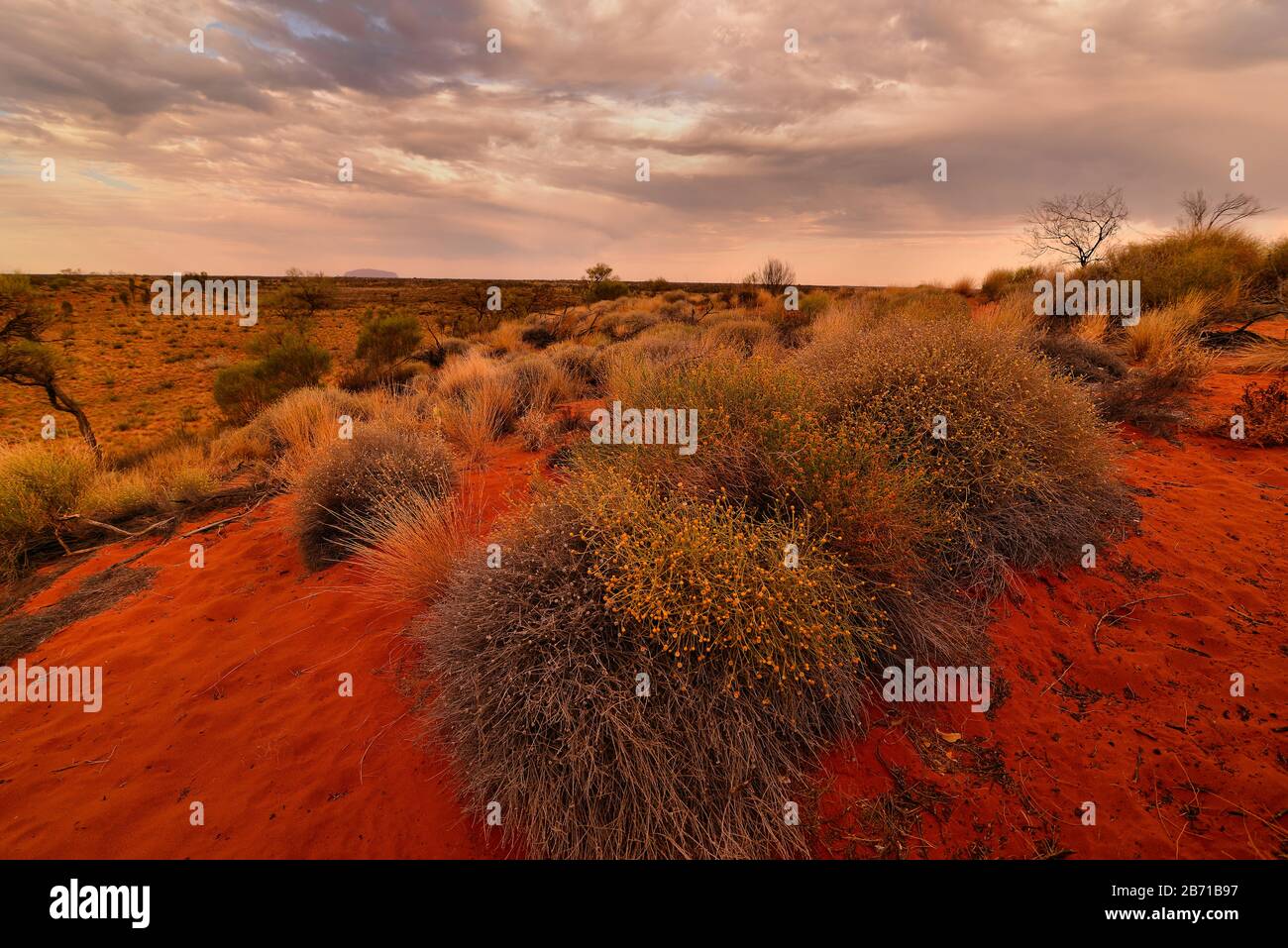 Outback wildflowers hi-res stock photography and images - Alamy