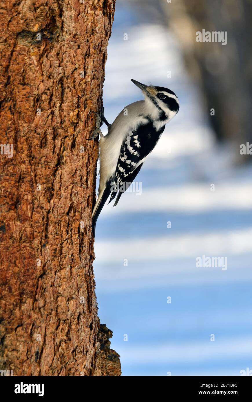 Tree creeper tree climber hi-res stock photography and images - Alamy