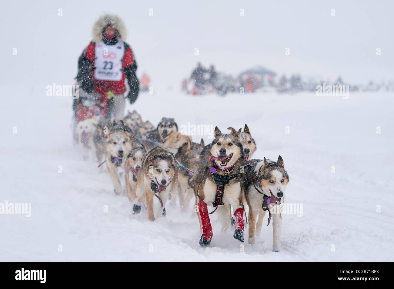 Musher Aily Zirkle competing in the 48th Iditarod Trail Sled Dog Race ...