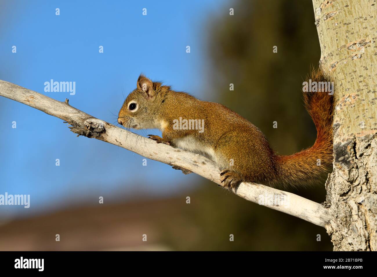 A red squirrel "Tamiasciurus hudsonicus" on a tree branch alert and ...