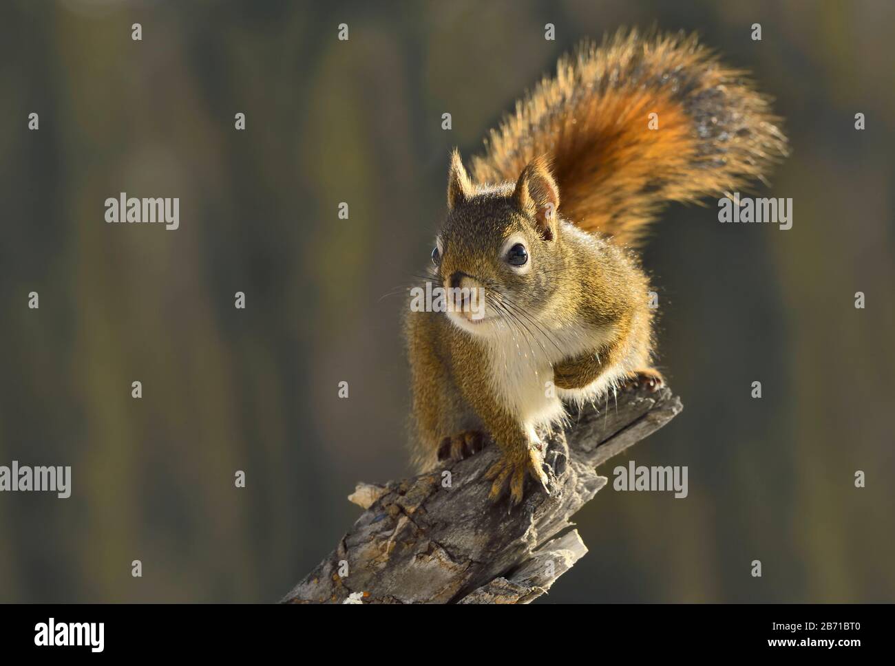 A red squirrel "Tamiasciurus hudsonicus" sitting on a tree branch alert ...