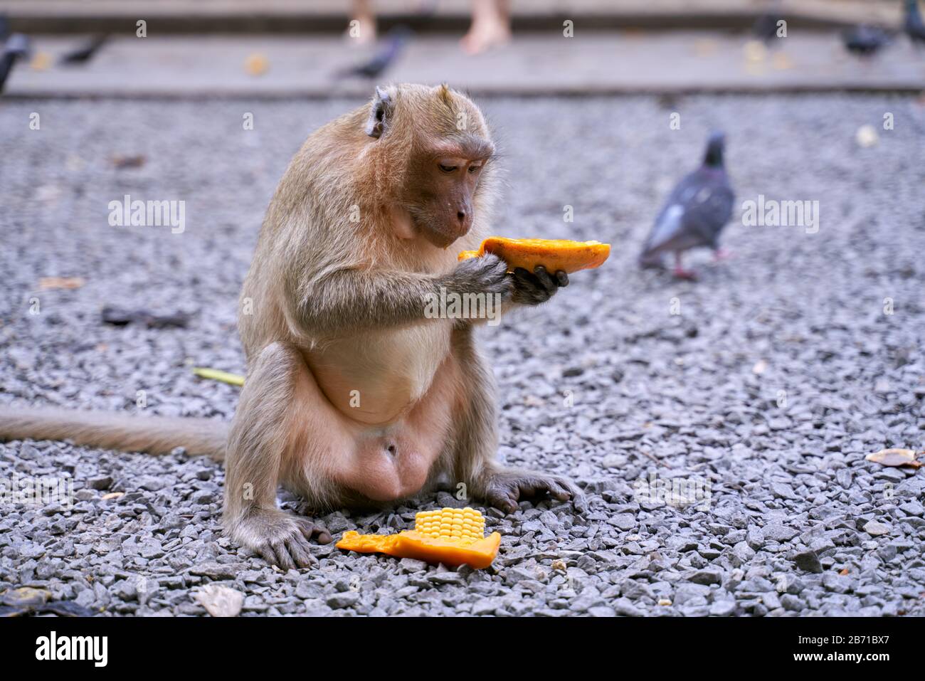 Hungry monkeys in reserve , take food from person Stock Photo - Alamy