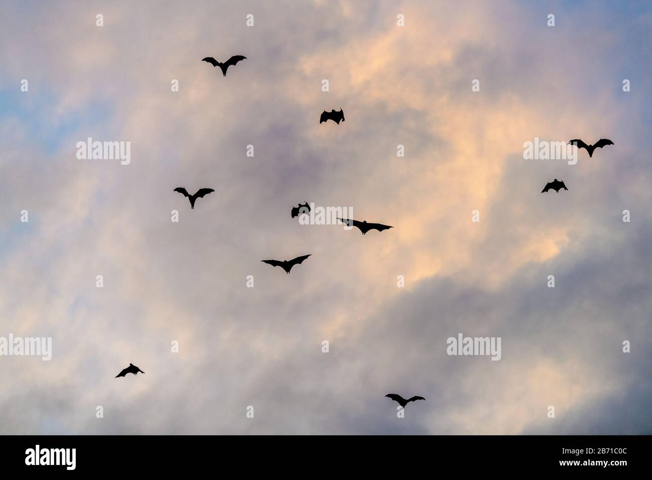 A flock of fruit bats in the sunset sky. The small flying foxes, island ...