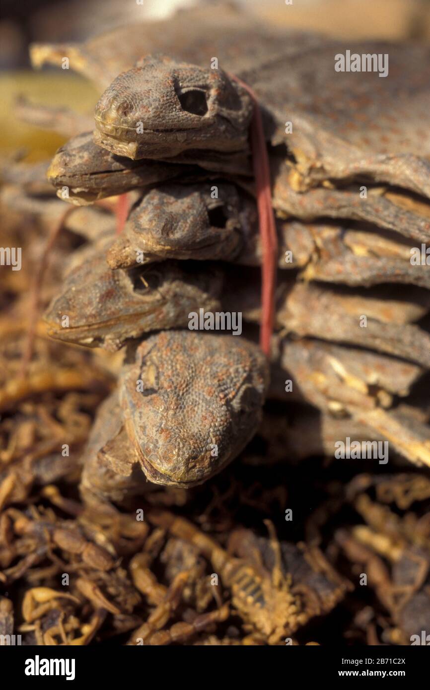 Lizards medicine hi-res stock photography and images - Alamy