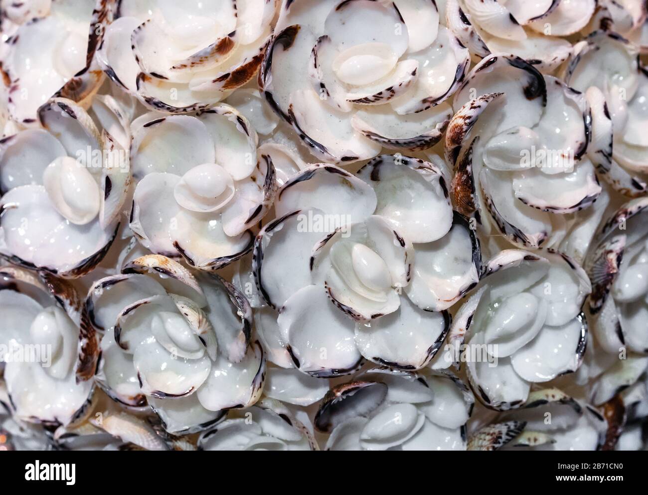 Flowers from sea shells of different shapes and sizes Stock Photo - Alamy
