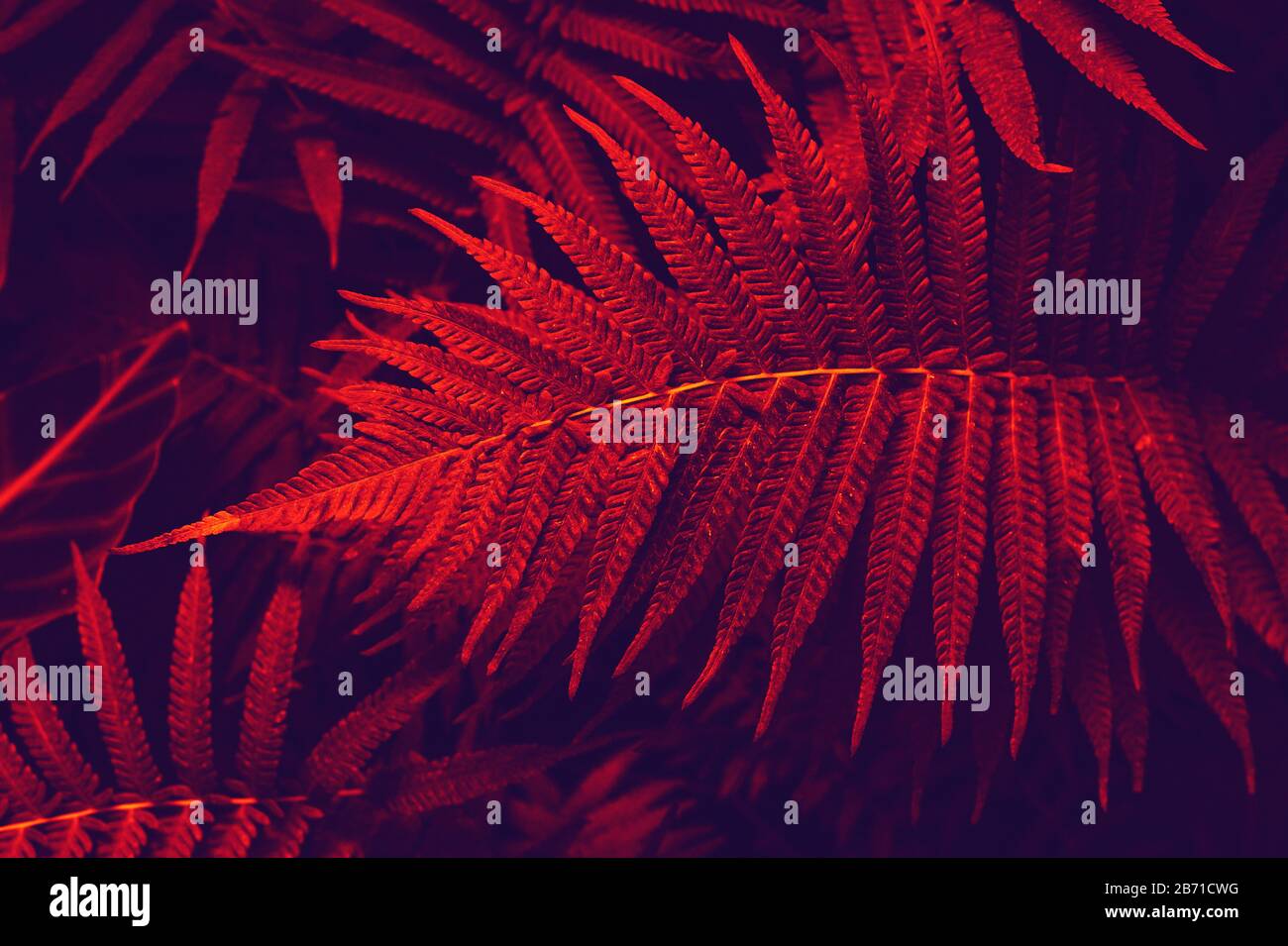 Tinted tropical leaves in the red color. Natural red and blue ...