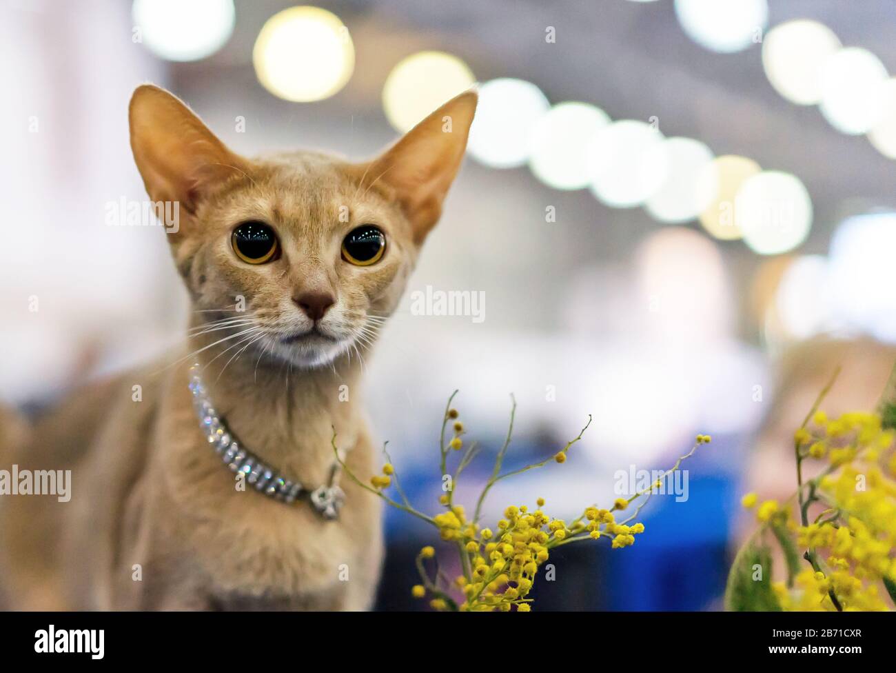 Abyssinian cat ears hi-res stock photography and images - Alamy