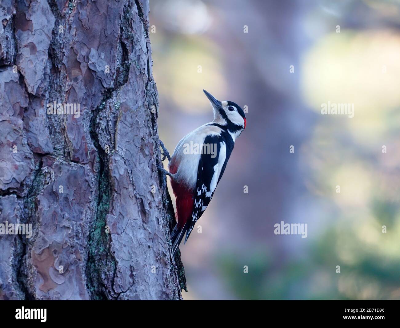 Great-spotted woodpecker, Dendrocopos major, single male on branch ...