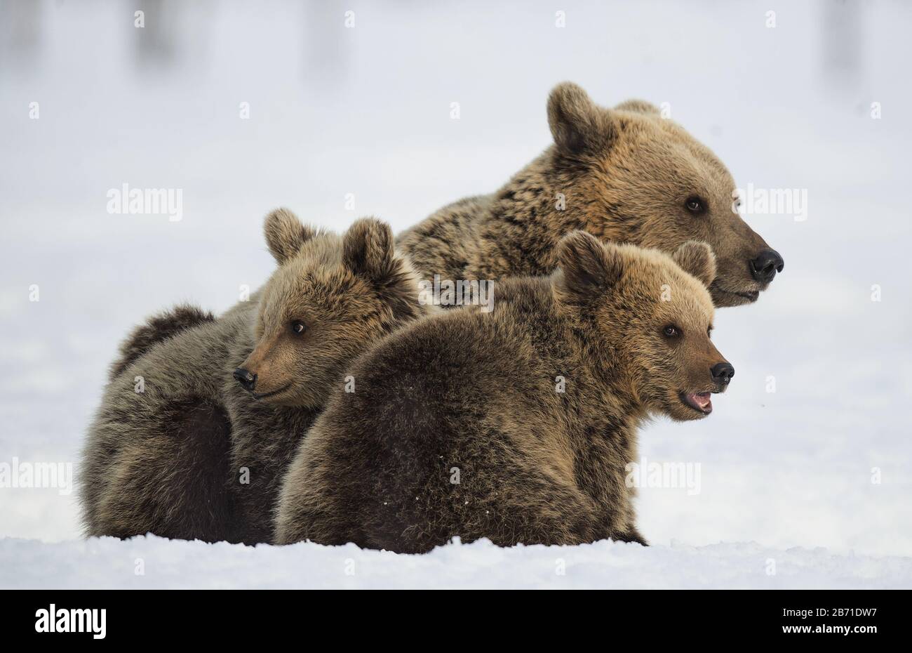 She-Bear and bear cubs in the snow. Brown bears in the winter forest ...