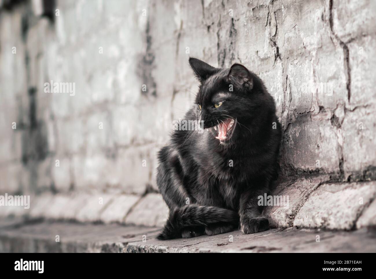 Angry black cat hi-res stock photography and images - Alamy